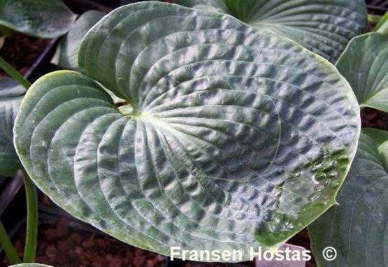 Hosta Will of Fortune - Fransen Hostas