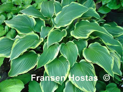 Hosta Yellow River - Fransen Hostas